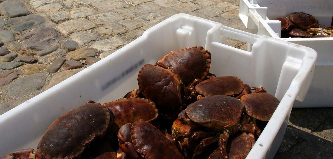 Pescados y mariscos gallegos online | MAR GOURMET