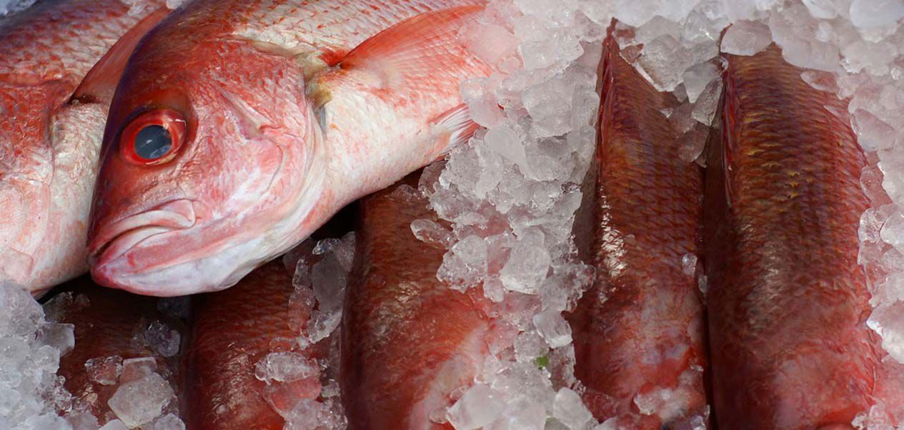 Pescados y mariscos gallegos online | MAR GOURMET